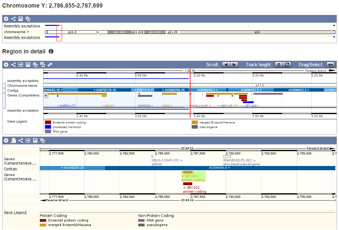 Gen SRY :: Genómica Grupo A